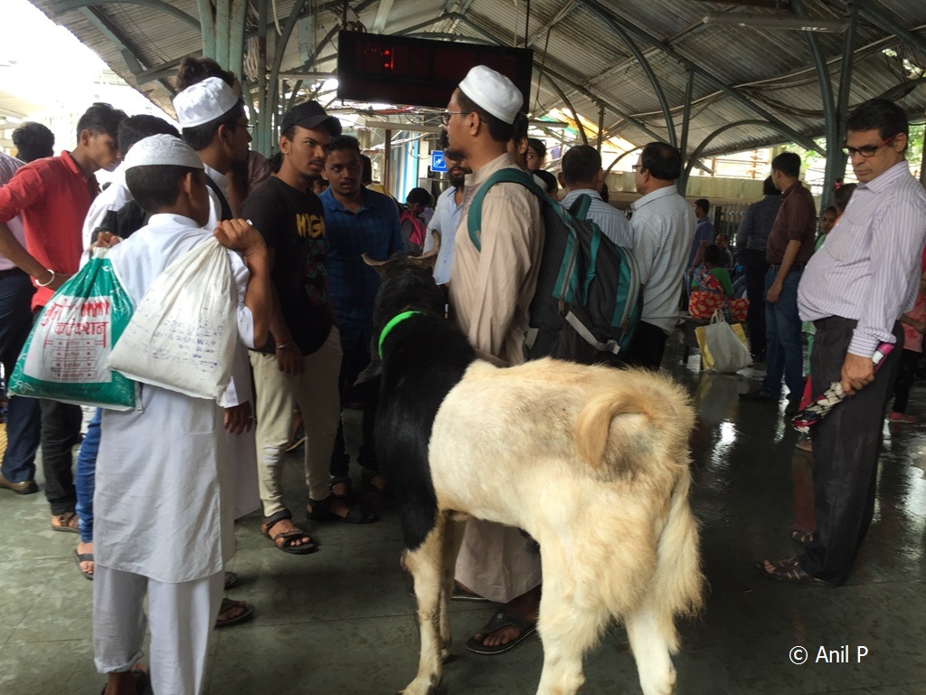 Windy Skies: Bakra Eid And Kota Goat