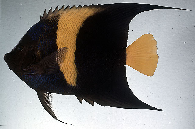 Aquarium and Fish Care: Marine Angelfish
