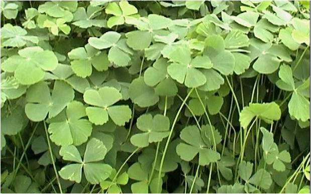 biologi kelas X: PTERIDOPHYTA