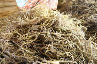 Benefits Of Sabah Marine Seaweed For Health And Natural Skin Care