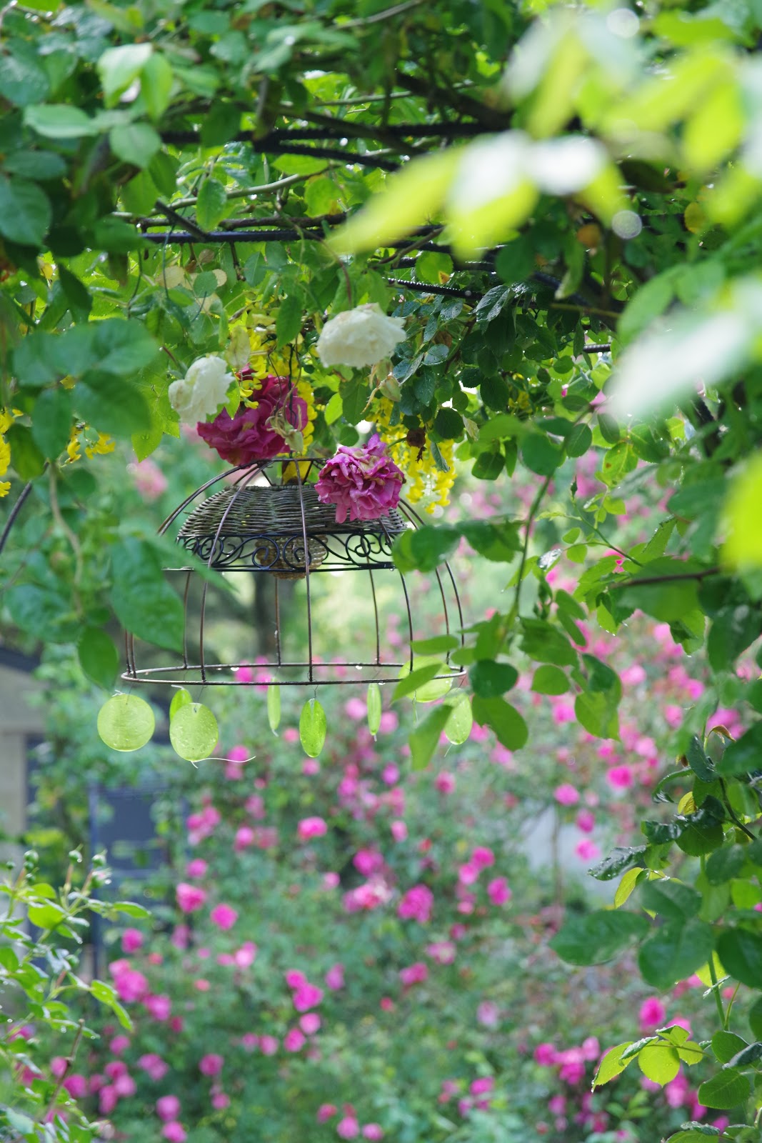 Le jardin des couronnes : Nuances de rose