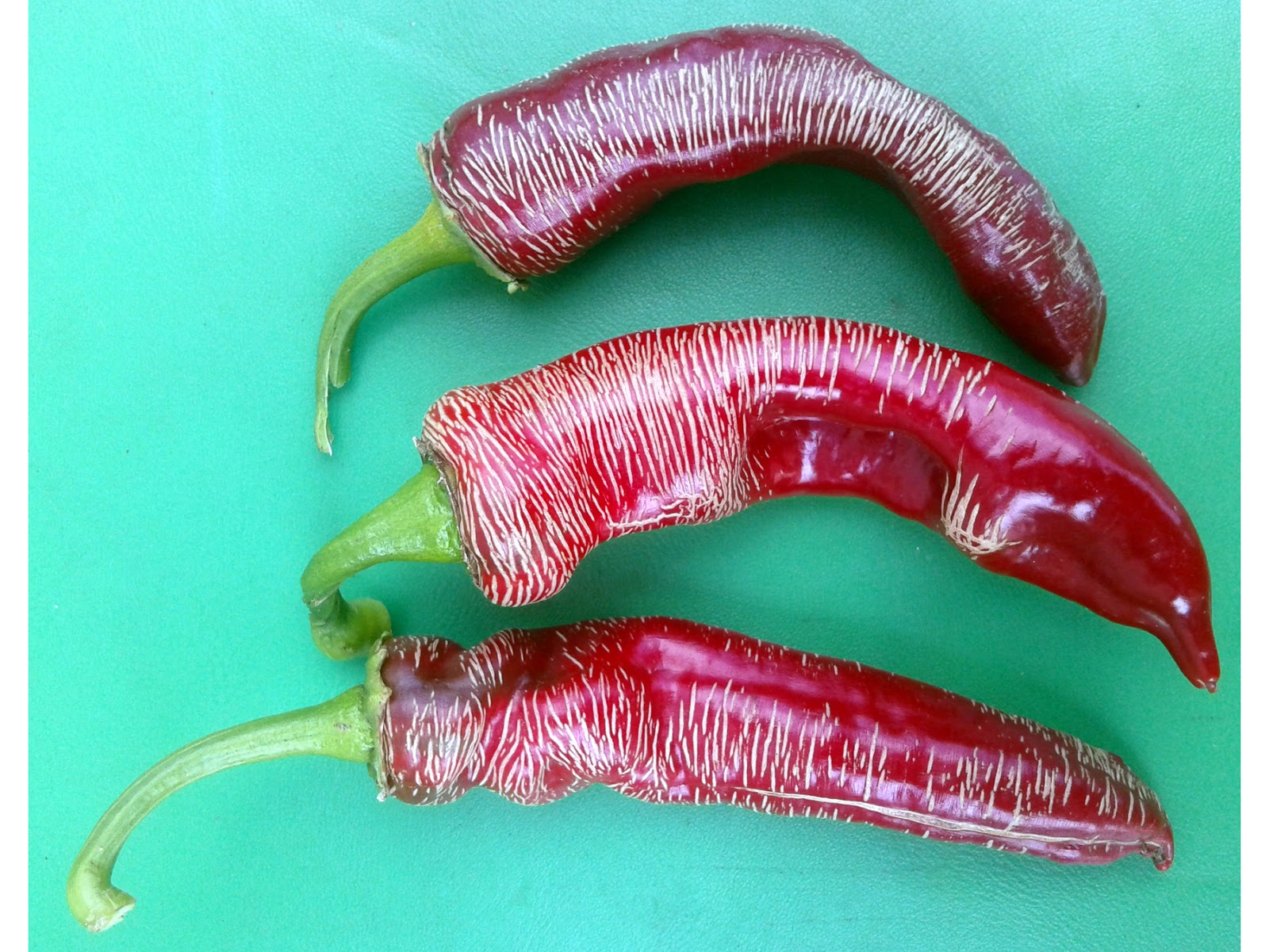 Heet Nieuws!: Een bijzondere chilipeper: Albanian Red Hot