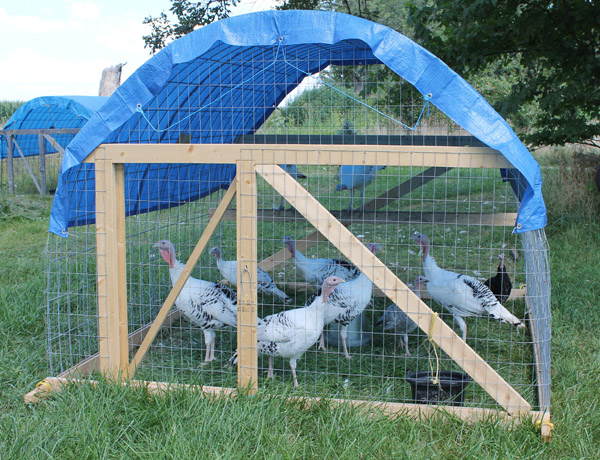 Antiquity Oaks: Re-establishing our heritage turkey flock