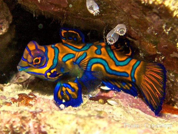 Aquarium Fish - Mandarin Fish | Animals Library