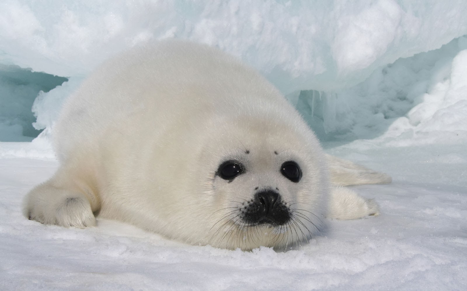 Car Wallpapers | Free download High Definition Wallpapers | Car High ...