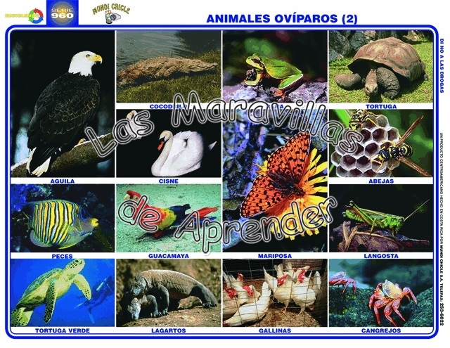 animales: ANIMALES OVIPAROS