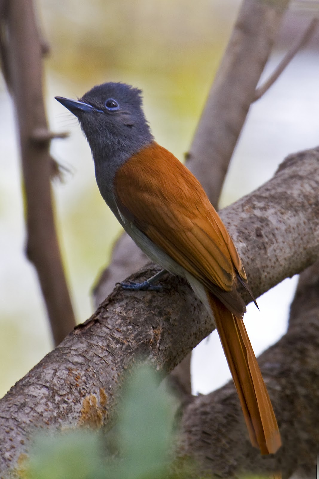 Botswana and Zambia: African Paradise Flycatcher