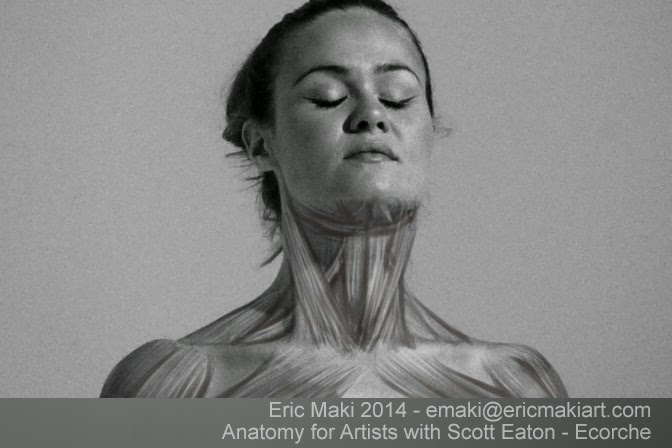 Maki Attack!: Anatomy for Artists, Final Ecorche Drawings