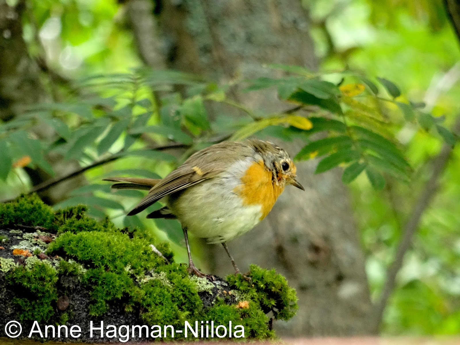 ANNEN LUONTOPÄIVÄKIRJA nature diary: PUNARINTA The European robin ...