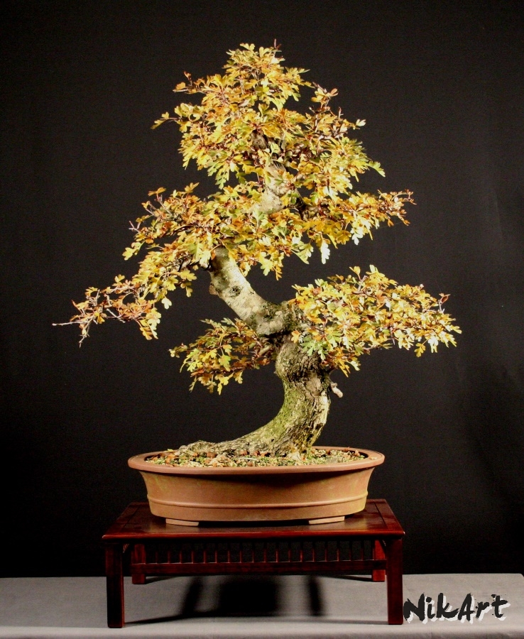 Nik Art bonsai blog: Autumn colors