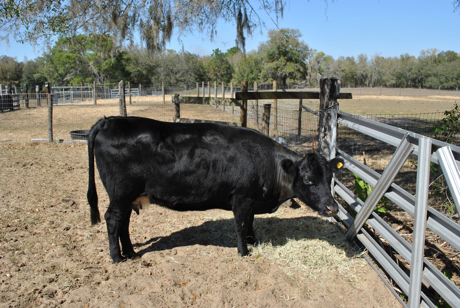 Moonlit Oaks Ranch Blog: How to Clean a Cow