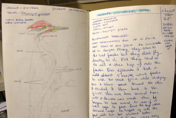 Squirrel's View: Naturalist Field Notes