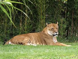 ligre: tigon