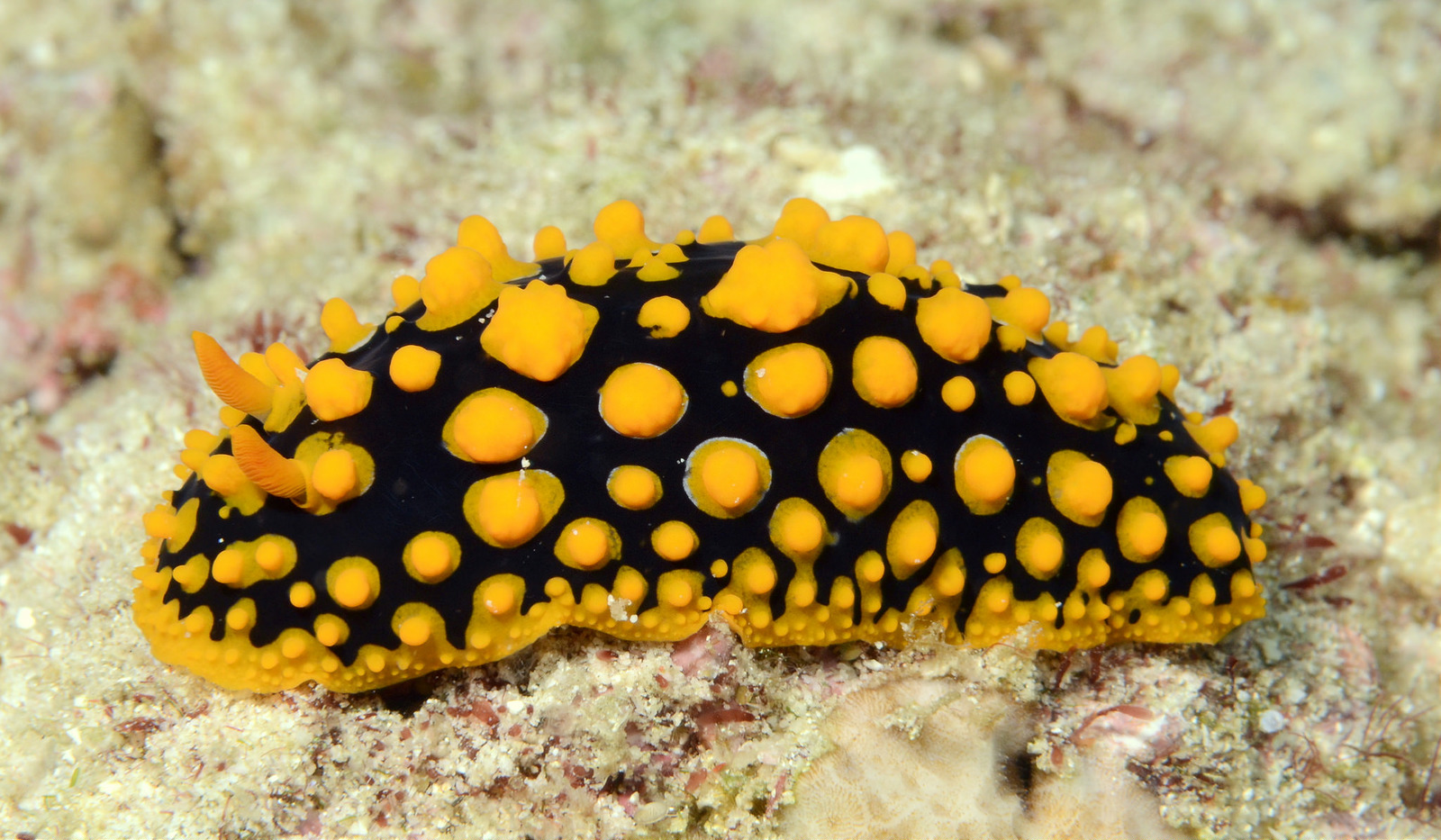 Real Monstrosities: Ocellate Phyllidia