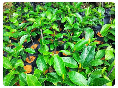 Cita Tani Nursery (NS015495-D): Benih Cempedak Durian