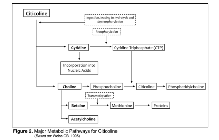 Neuro Habits: CITICOLINE