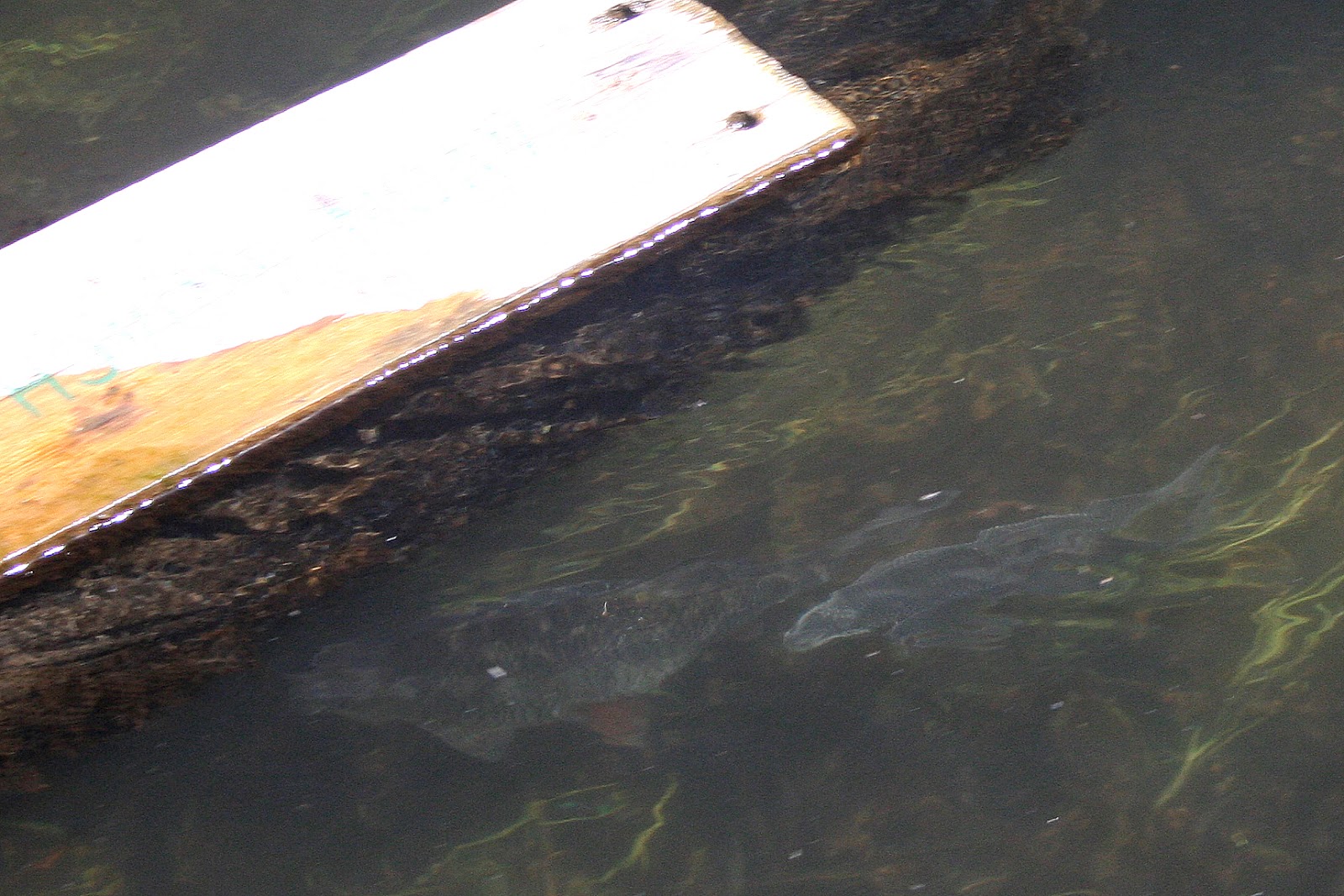 Avon Roach Project: Spawning and Hatching - May 2016