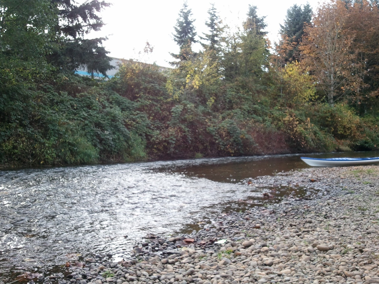Kayakventures: Misadventures in sea kayaking: Sammamish River Slough
