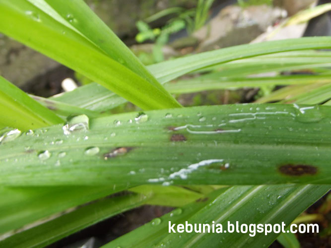 Kebun Mania Bertanam Tak Harus Di Tanah: Penyakit Blackspot Bercak ...