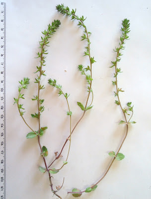 HERBARIO VIRTUAL DE BANYERES DE MARIOLA Y ALICANTE: Asterolinon linum ...