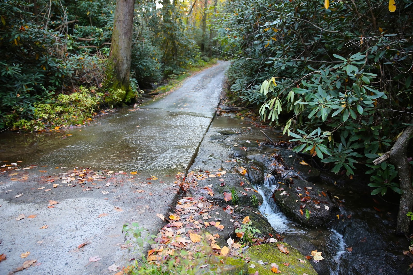 Sweet Southern Days: Parson Branch Road In The Great Smoky Mountains ...