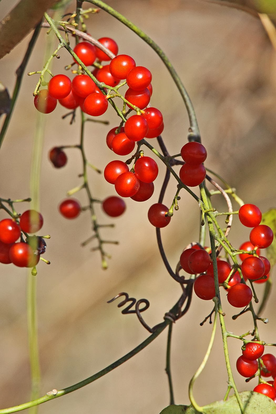 Southern Lagniappe: Winter Berries