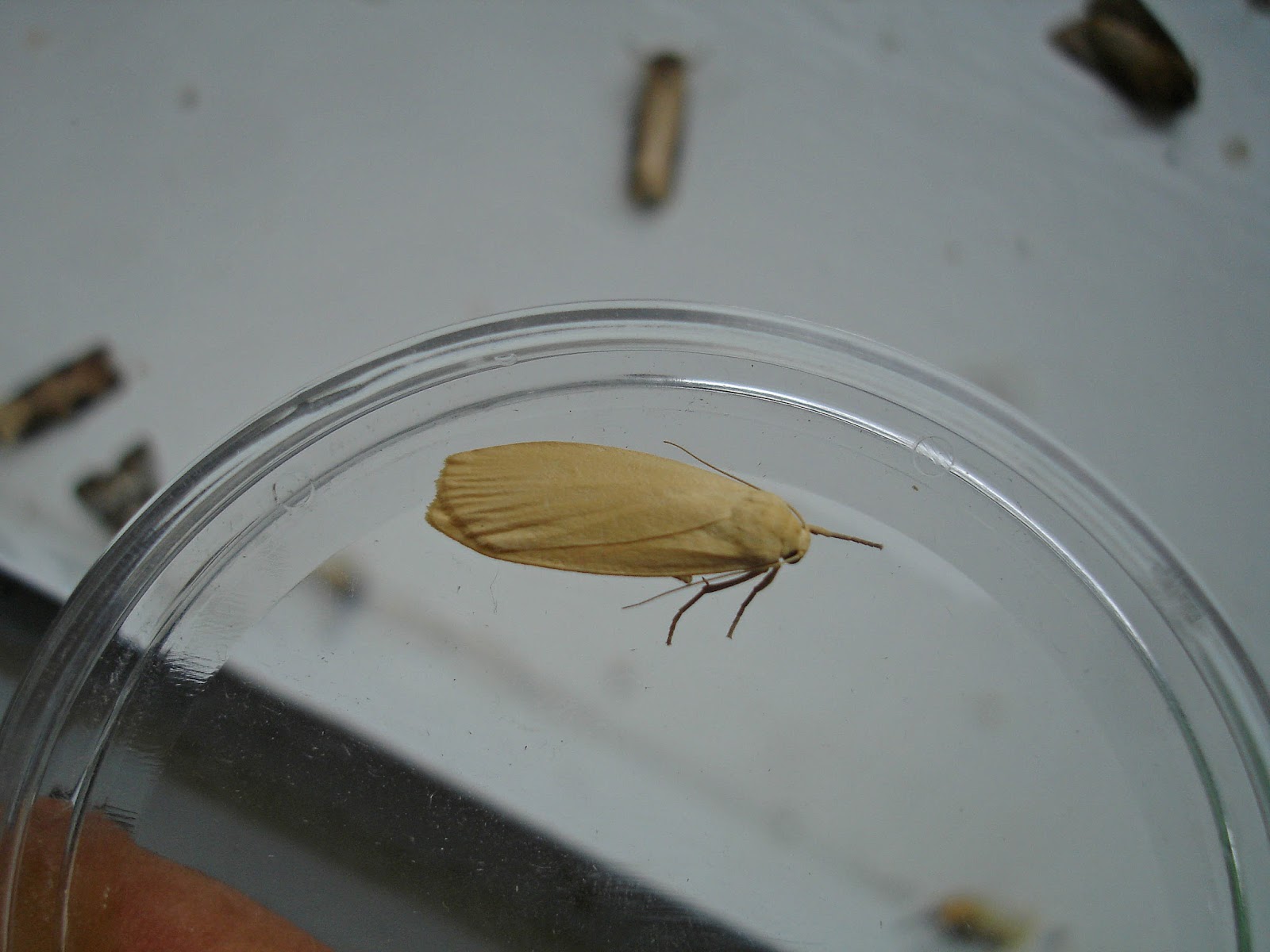 Non-Stop Birding: Yellow Tail