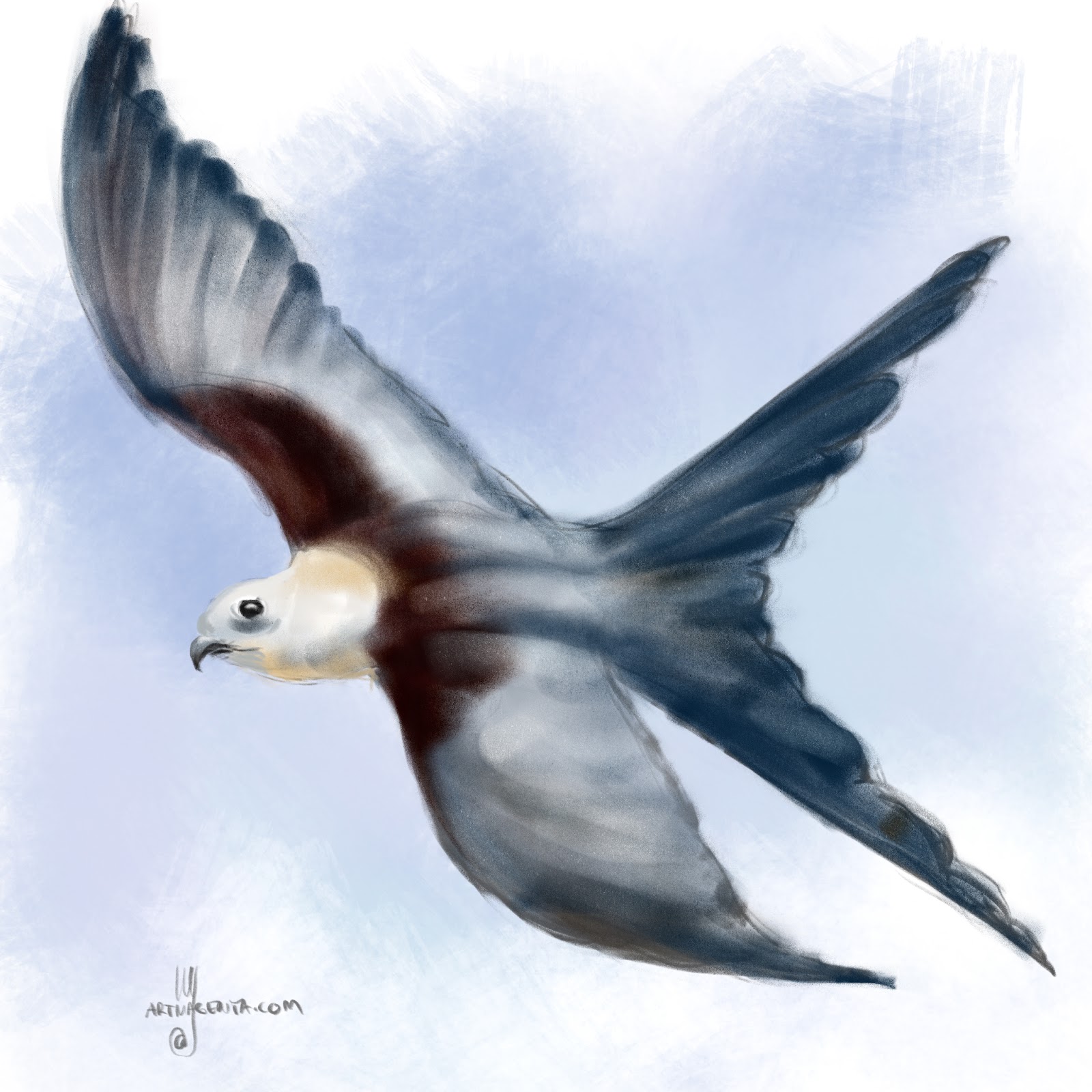 Kite Bird Drawing