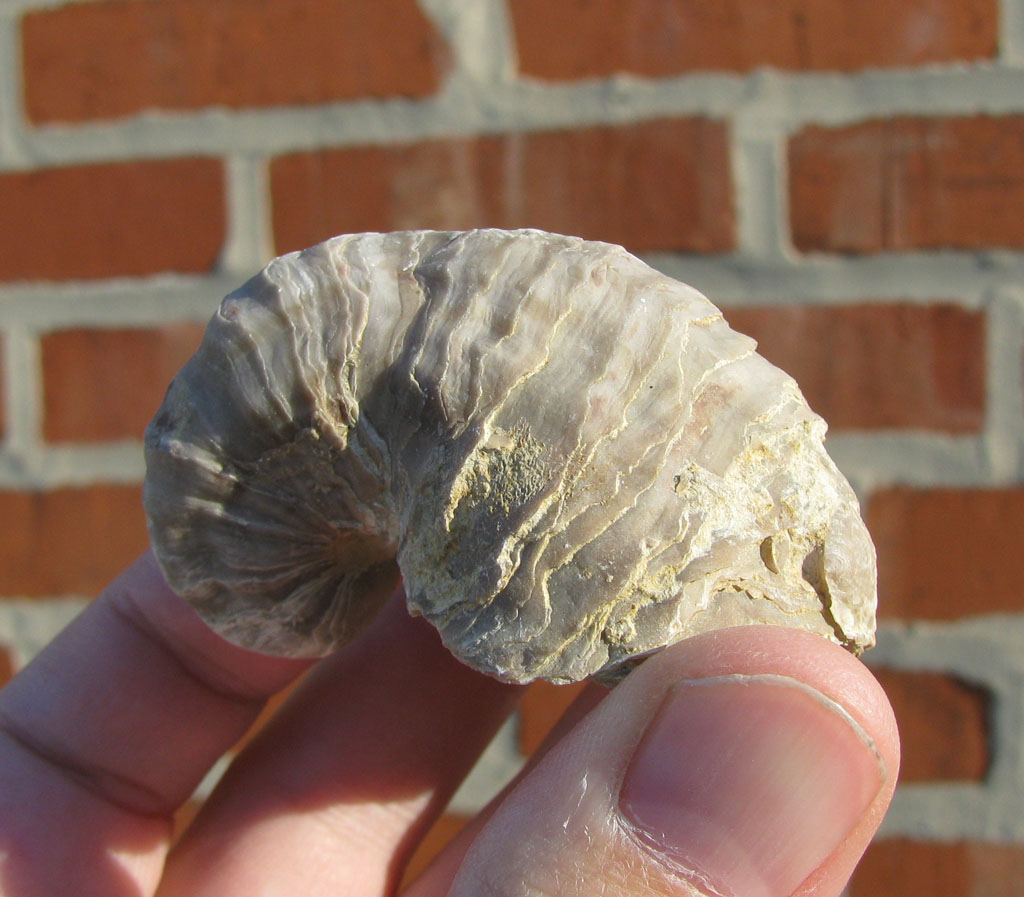 Views of the Mahantango: Texigryphaea marcoui