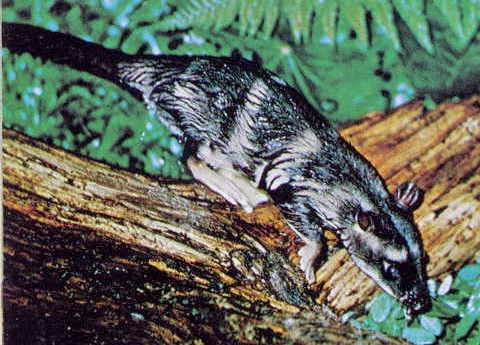 Cultura Guaraní: Comadreja de Agua yapok,