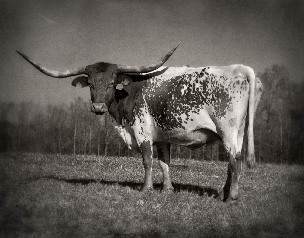 Dan Routh Photography: Longhorn Cow