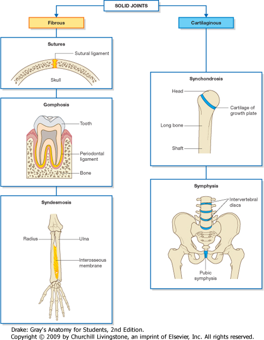 Body System: SKELETAL SYSTEM