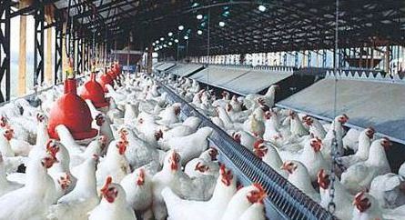 Seluk Beluk Peternakan Ayam Broiler | Ternak Ayam