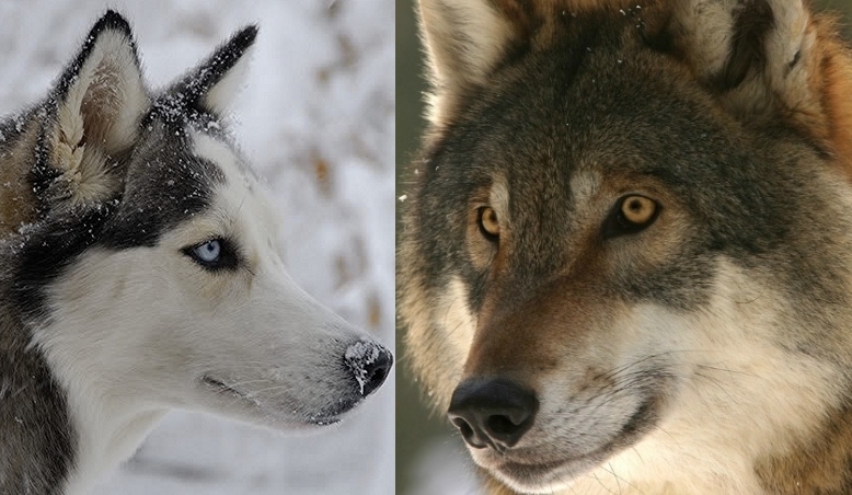 White Wolf : Arctic Huskies DNA related to ancient Siberian wolf