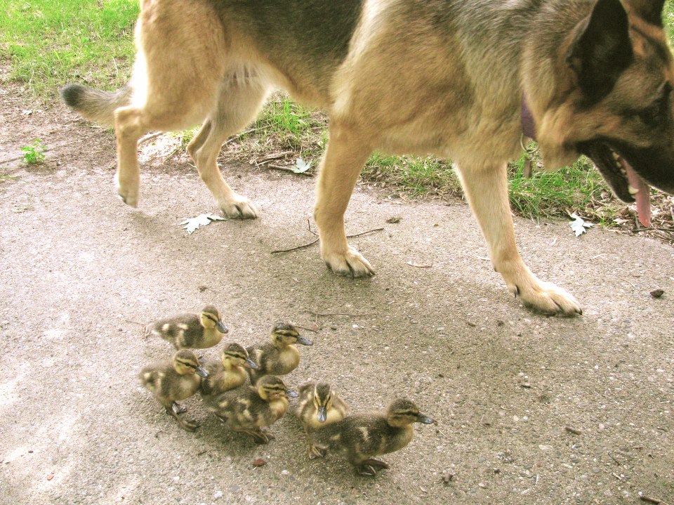 prairiemary: DUCKS IMPRINT -- DOGS BOND
