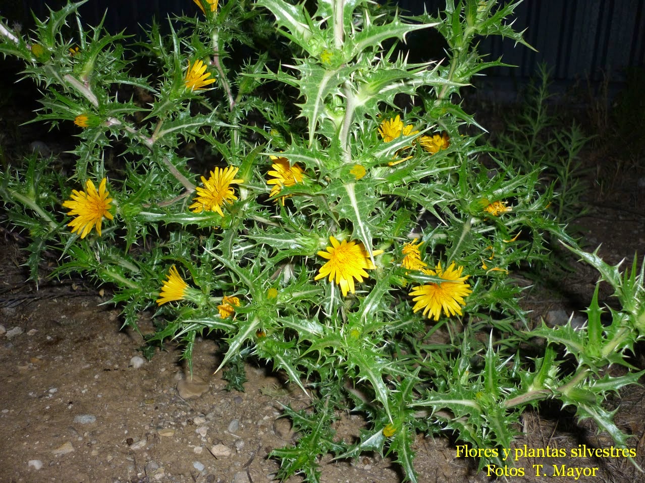 Flores y plantas silvestres: " Scolymus hispanicus ". Cardillo, Cardo ...