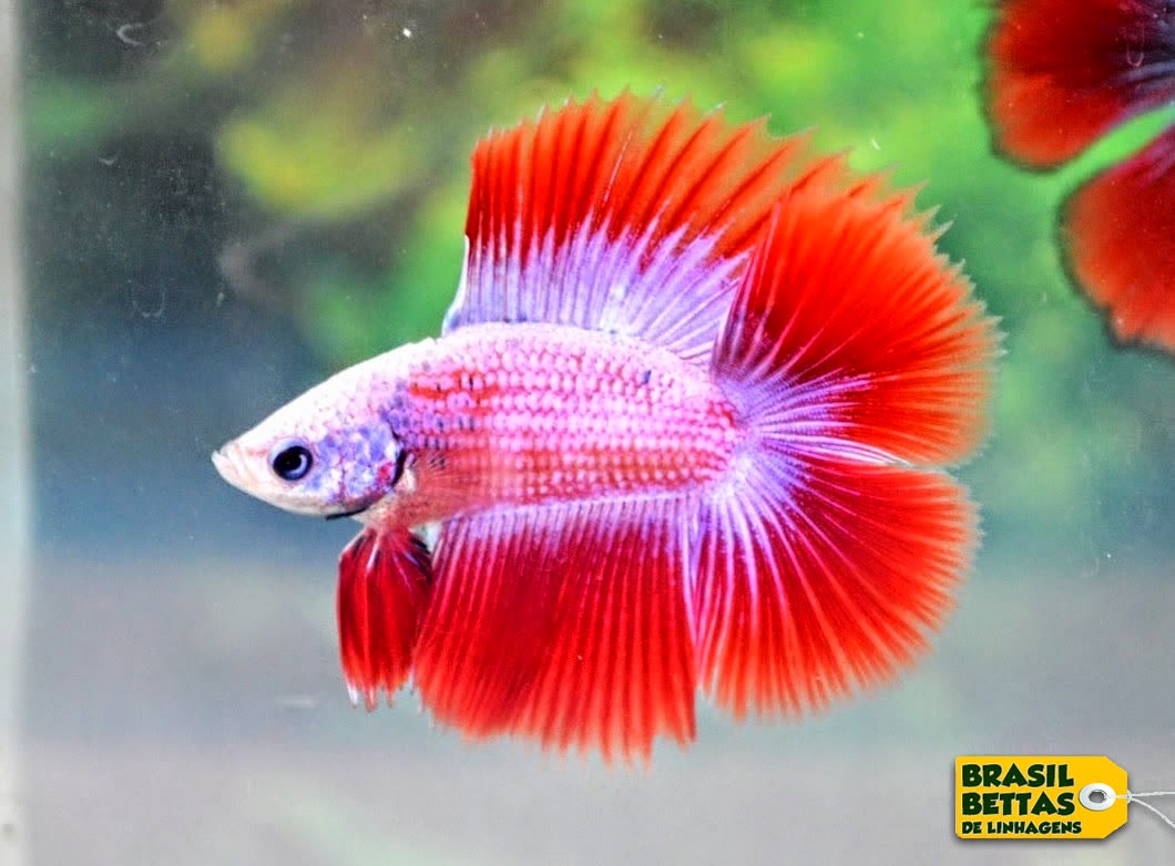 Brasil Bettas de Linhagens: Galeria: Betta Double Tail