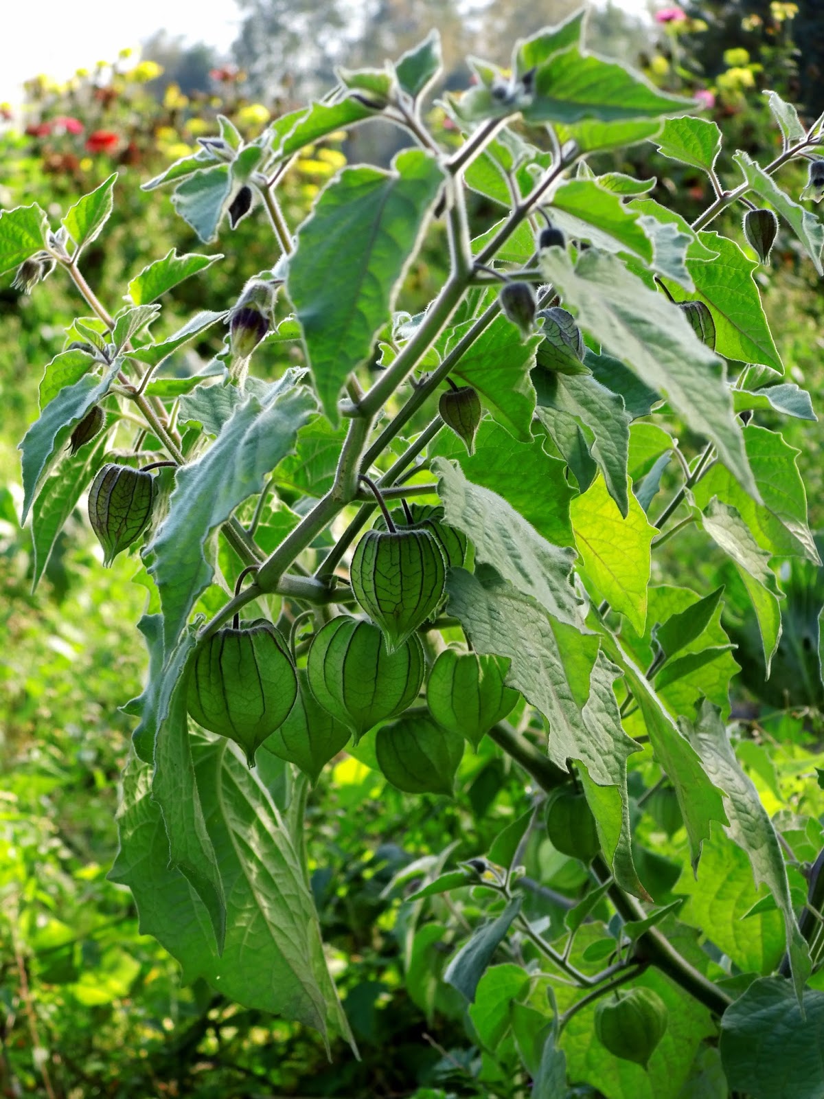 Rodzynek brazylijski: rodzynki z balkonowej skrzynki | BEZ OGRÓDEK ...
