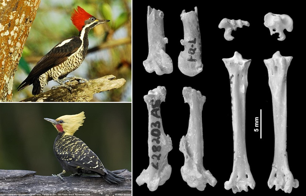 Species New to Science: [Paleontology • 2012] Nelson Mandela's Pliocene ...