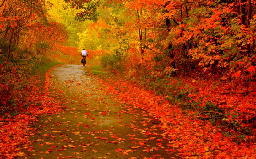 Amazing Tree Lined Path - Bellisima