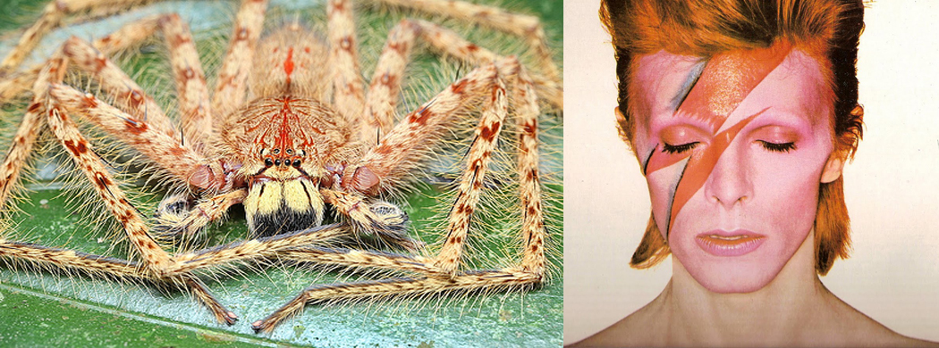 Biologia-Vida: Aranha David Bowie / David Bowie spider (Heteropoda ...
