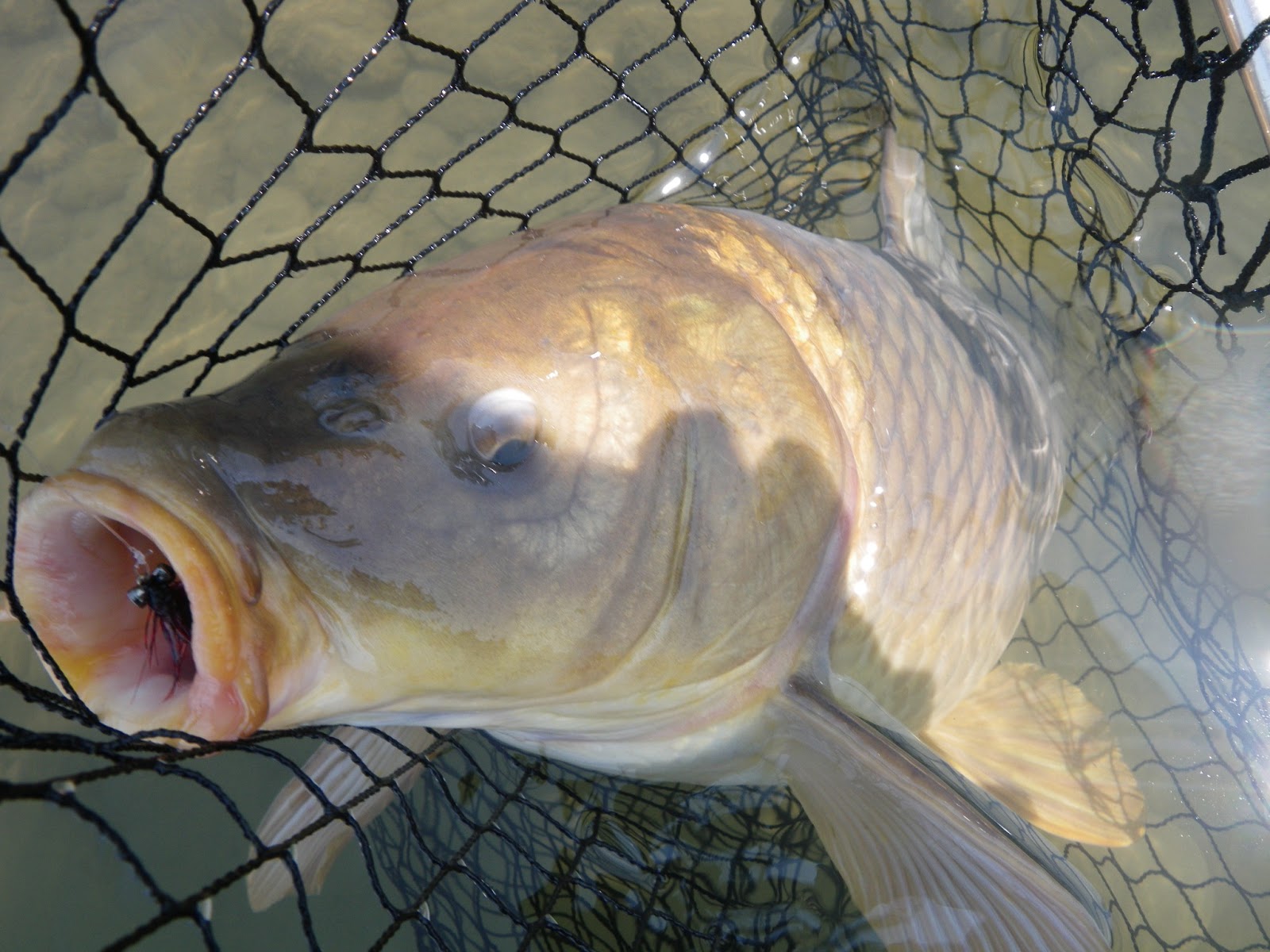 Got Backing? (Formerly Known as Mr. P.'s Blog): Carp Parts--Mouths and Lips