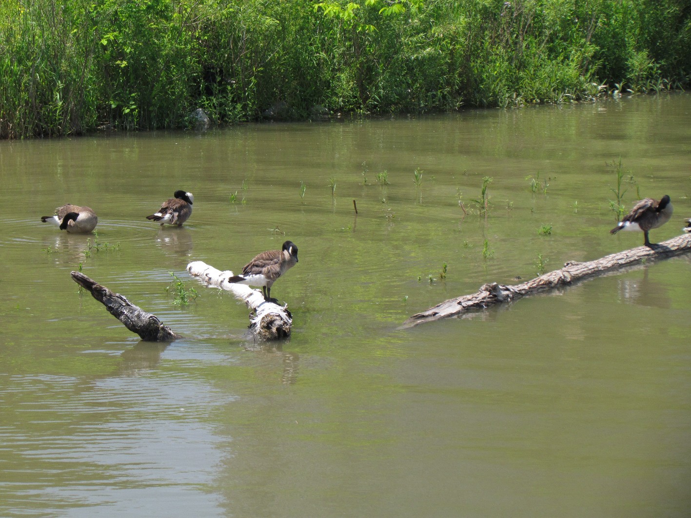 The World of Gord: A Stroll along Lake Ontario