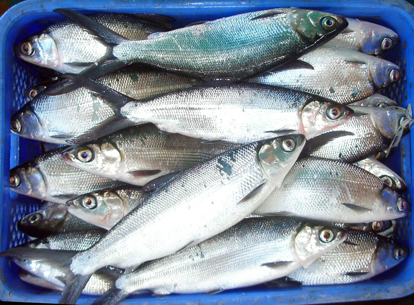 Our Profile (Indonesia Milkfish Factory, How to Fillet Milkfish, Fresh ...