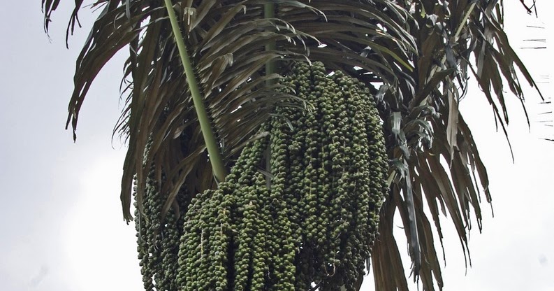 Enau (Arenga pinnata, Merr.) | Mazruu'aatun Syifaa'