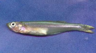 Fishes Images: Atlantic silverside