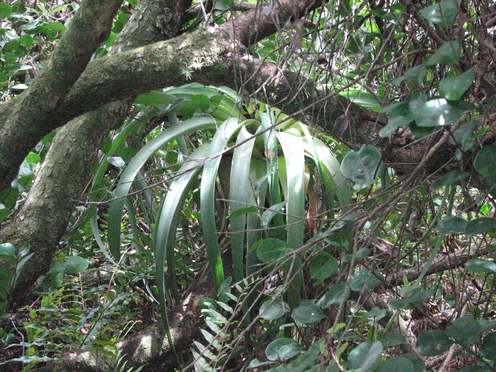 JessStryker.com: Everglades National Park 2 - Flora