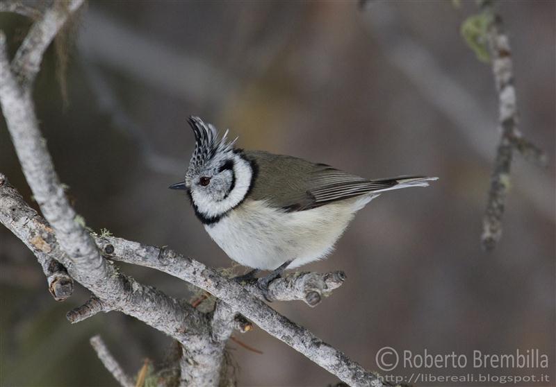 libereali: Il sentiero delle cince