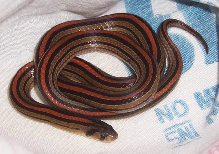 48 FAMILY BUNKER: Mengenal Ular yang berbisa dan tidak berbisa