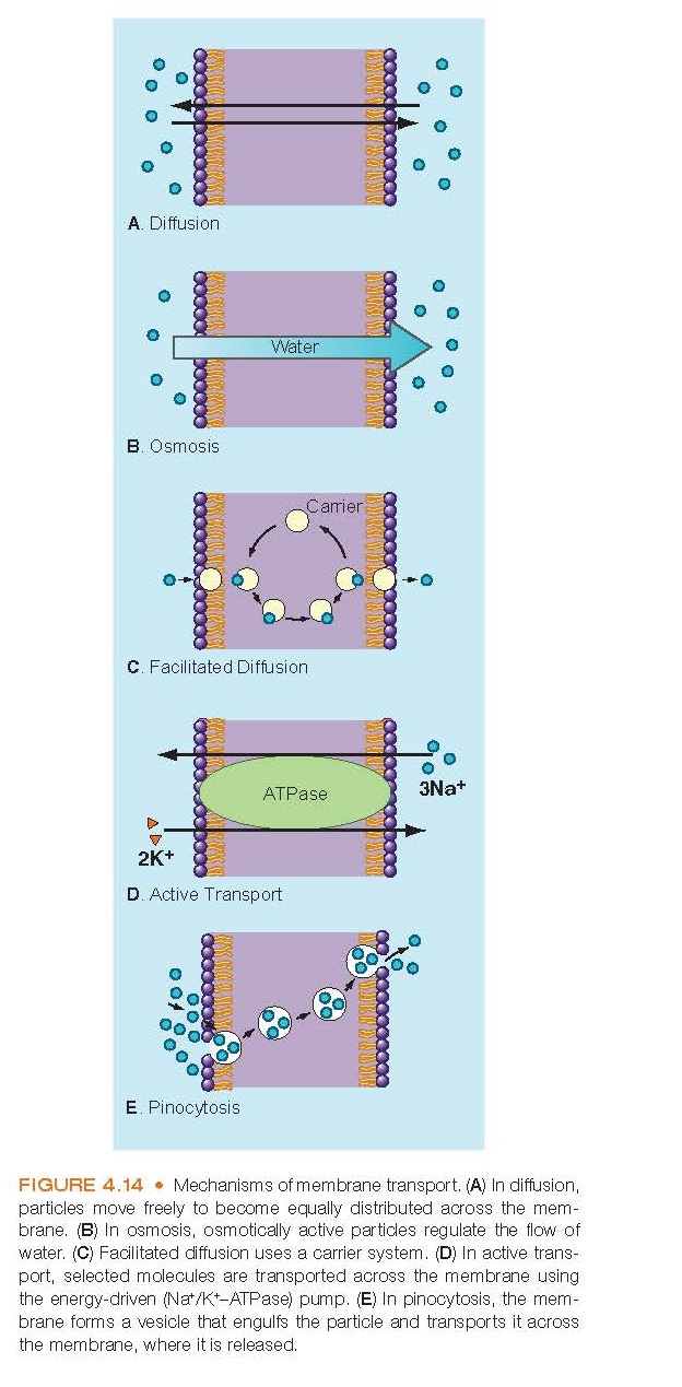 Movement of Substances across the Cell Membrane - pediagenosis